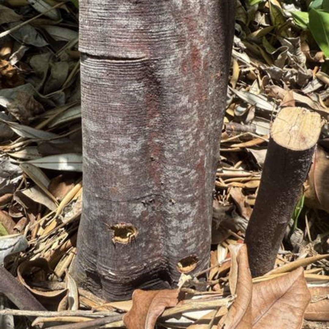 Deliberate tree poisoning threatens Noosa’s environment | Noosa Shire ...