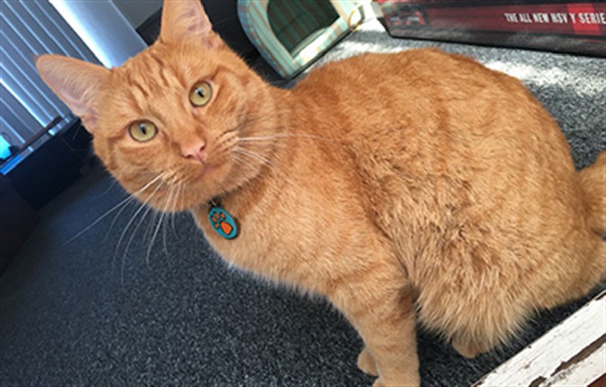 Cats | Noosa Shire Council