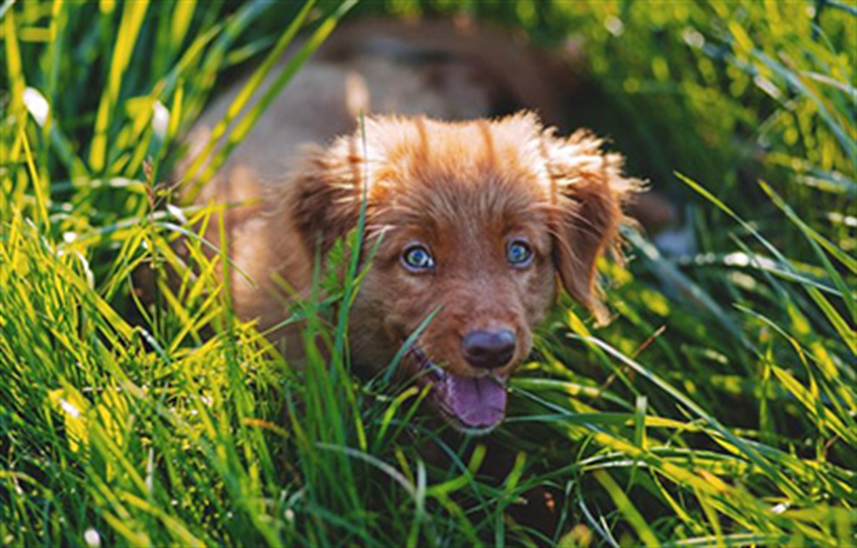 Dog Registration | Noosa Shire Council