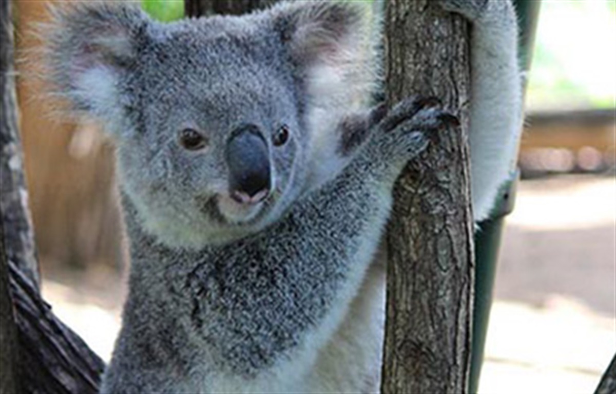 Trees, plants & animals | Noosa Shire Council